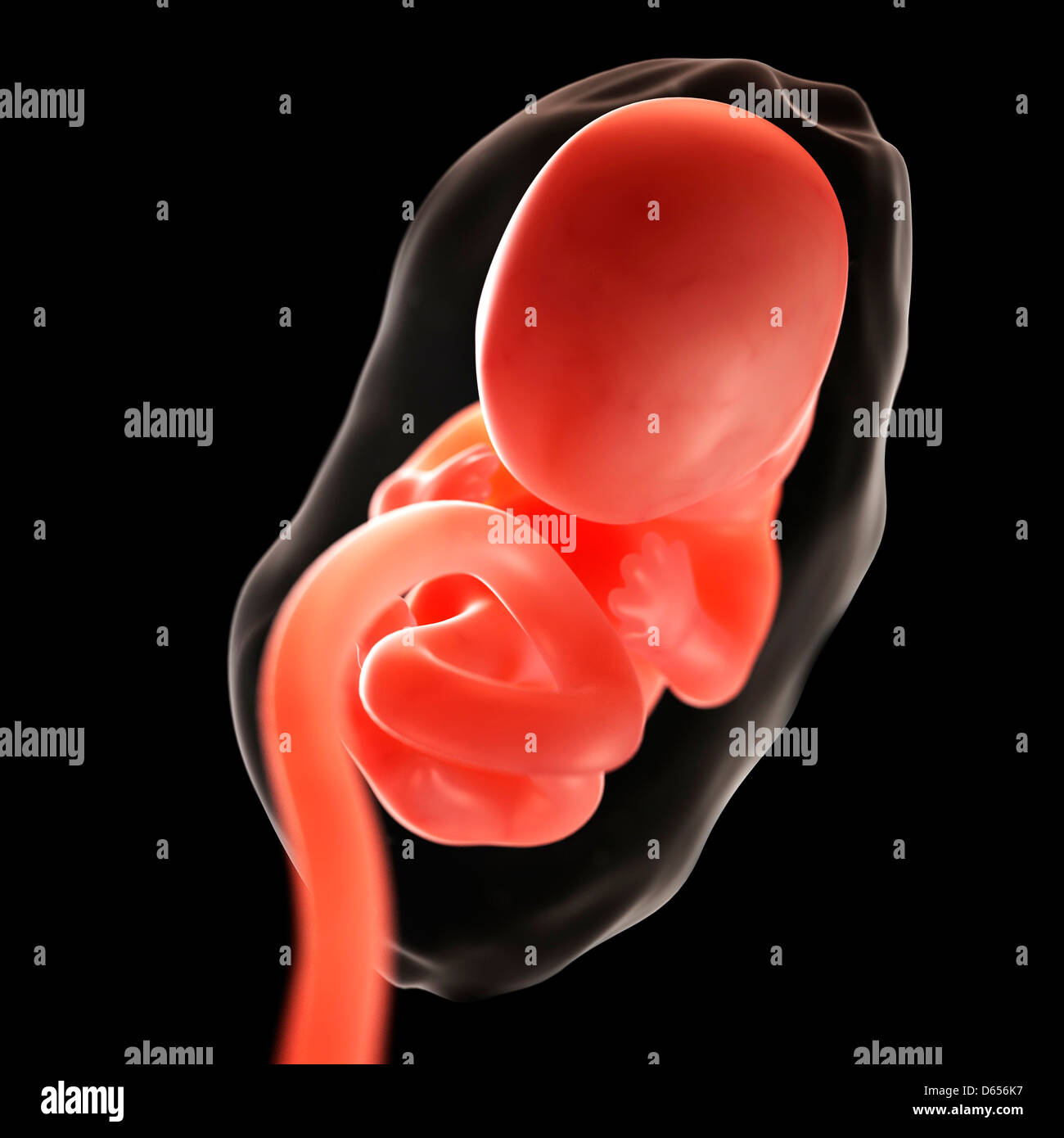 Foetus at 7 weeks hi-res stock photography and images - Alamy