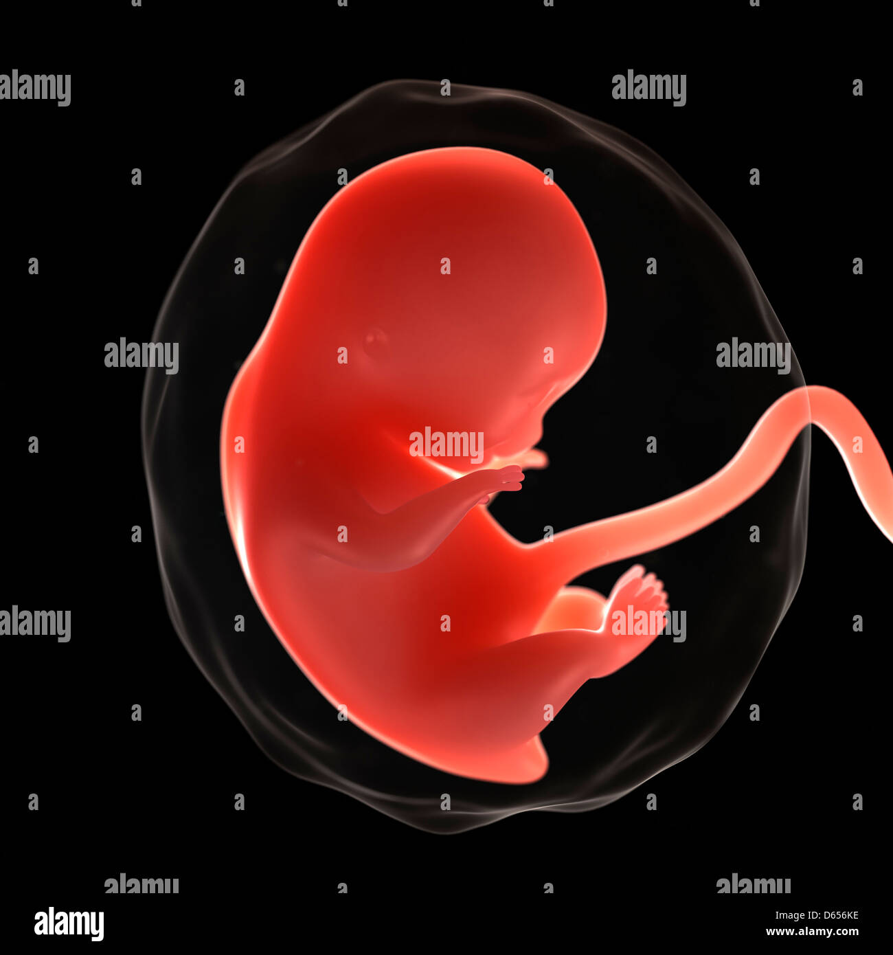 Fetus 8 weeks hi-res stock photography and images - Alamy