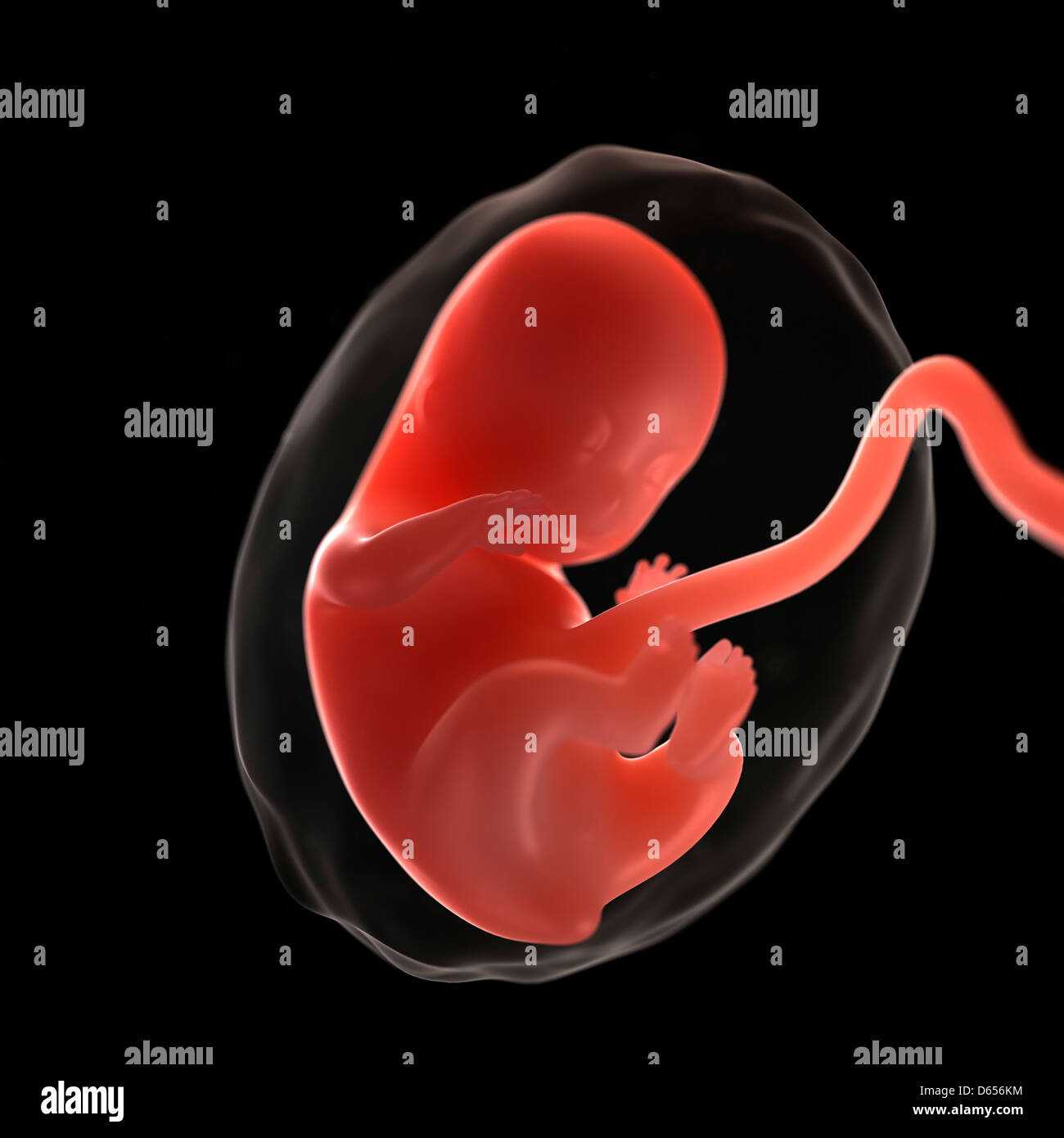 Fetus 8 weeks hi-res stock photography and images - Alamy