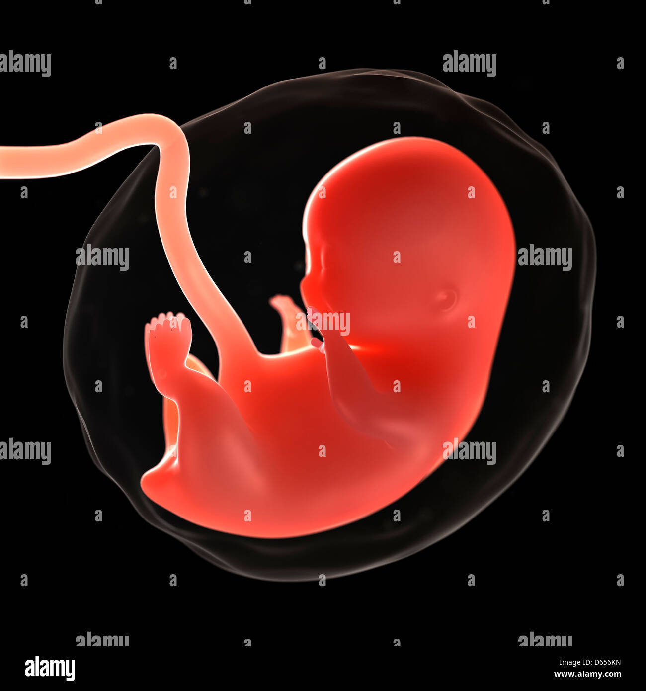 Fetus 8 weeks hi-res stock photography and images - Alamy