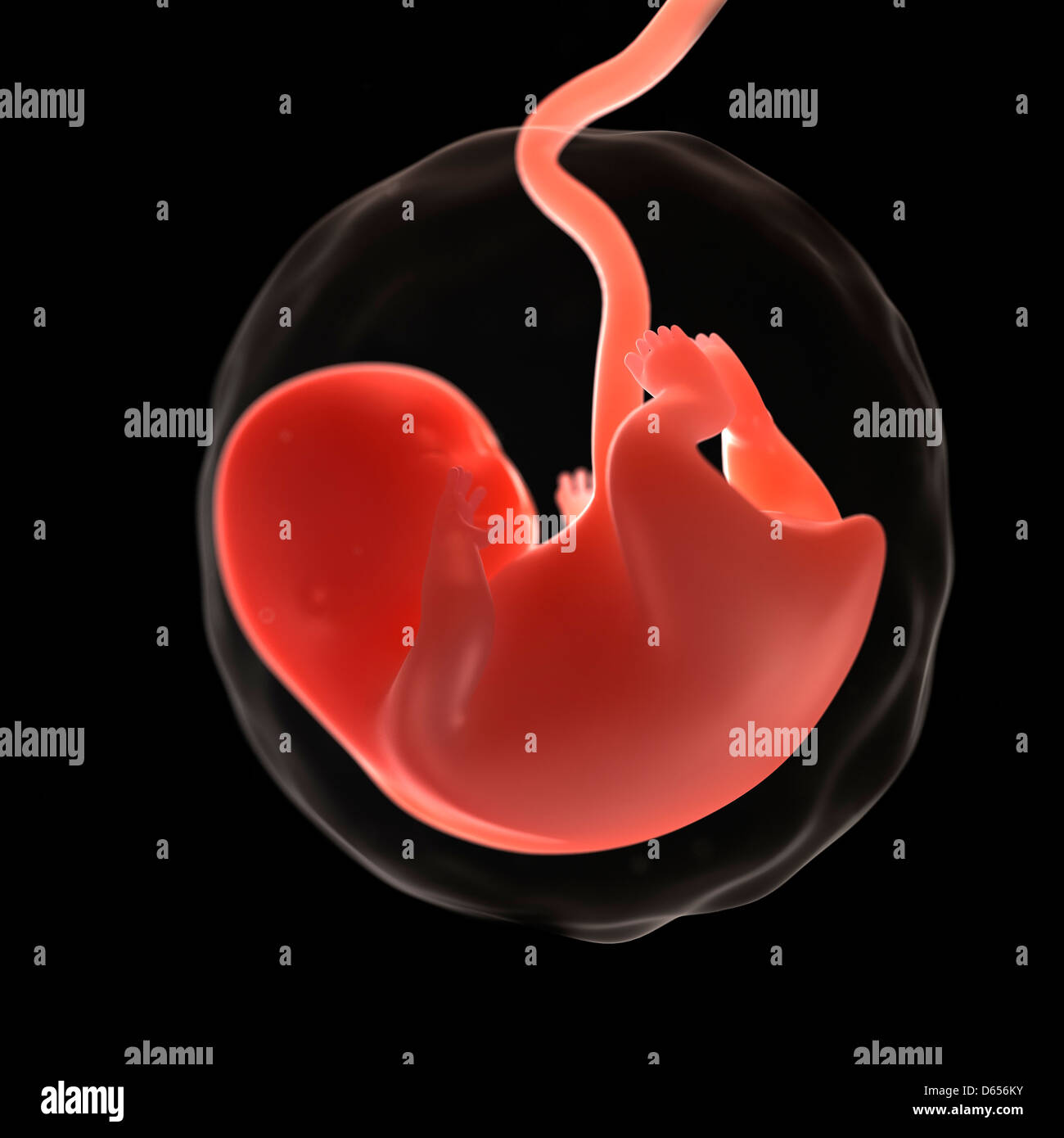 Fetus 8 weeks hi-res stock photography and images - Alamy