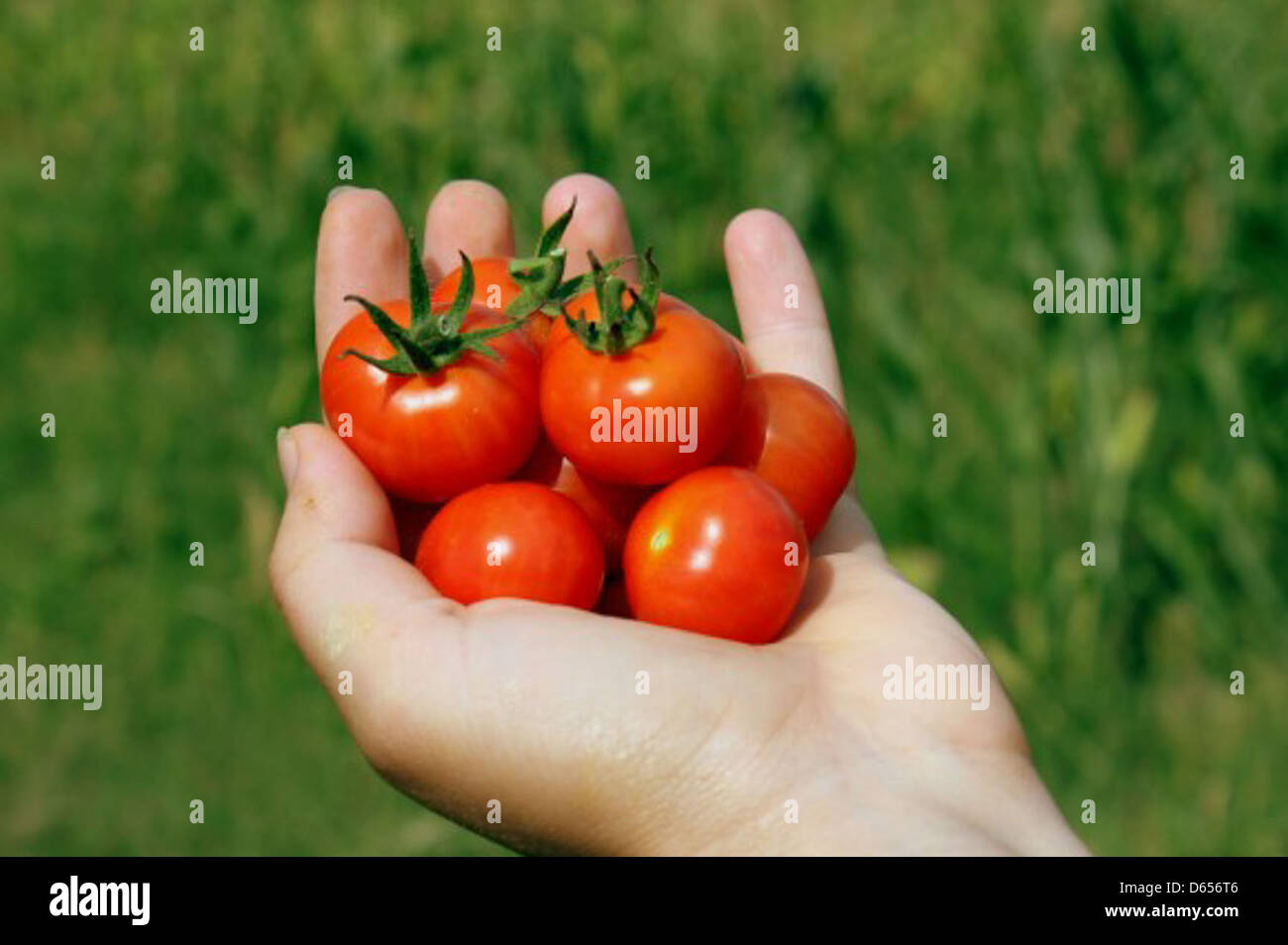 The image shows a handful of ripe cherry tomatoes held in a hand. These ...
