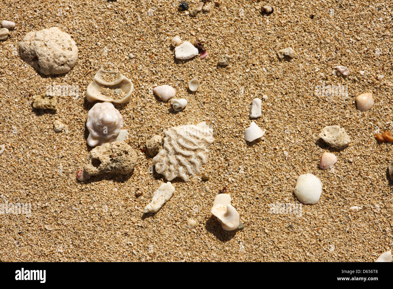 Seashell on the shore Stock Photo - Alamy