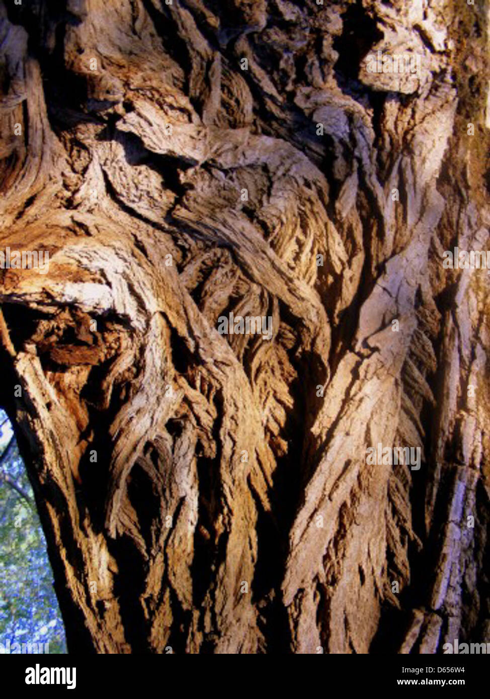 Weathered wrinkled bark old hi-res stock photography and images - Alamy