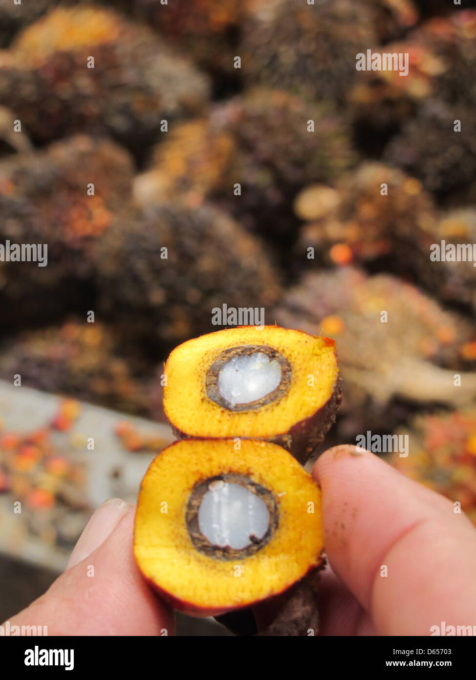 Palm kernel oil hi-res stock photography and images - Alamy