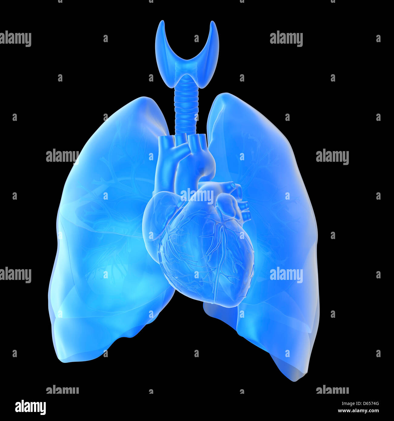 Human Lungs Heart And Trachea High Resolution Stock Photography and ...
