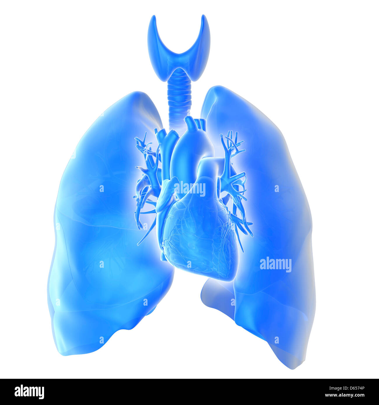 Human Lungs Heart And Trachea High Resolution Stock Photography and ...