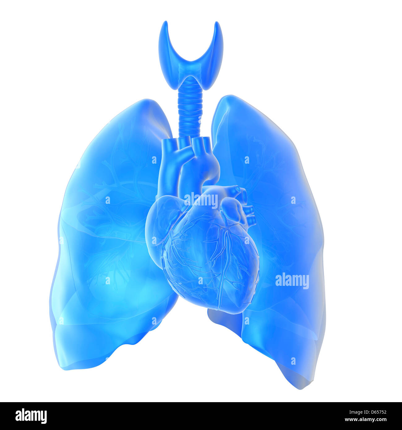 Heart and lungs Stock Photo - Alamy