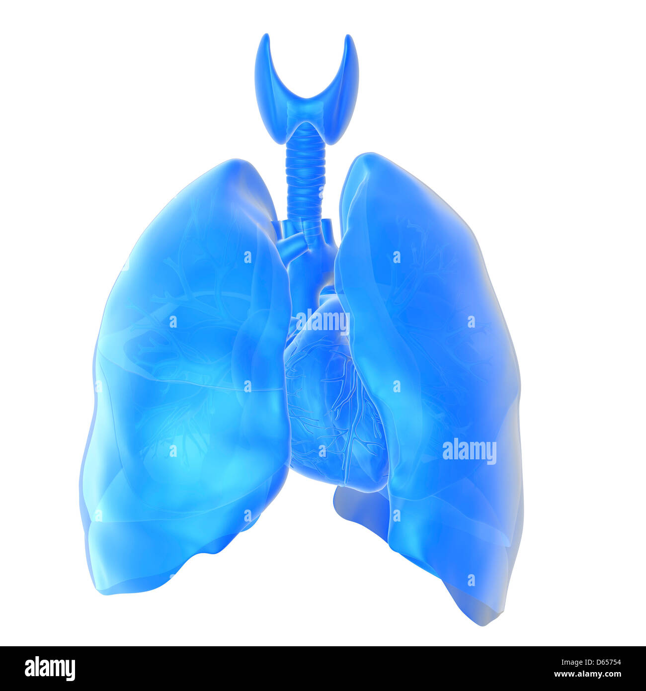 Heart and lungs Stock Photo - Alamy