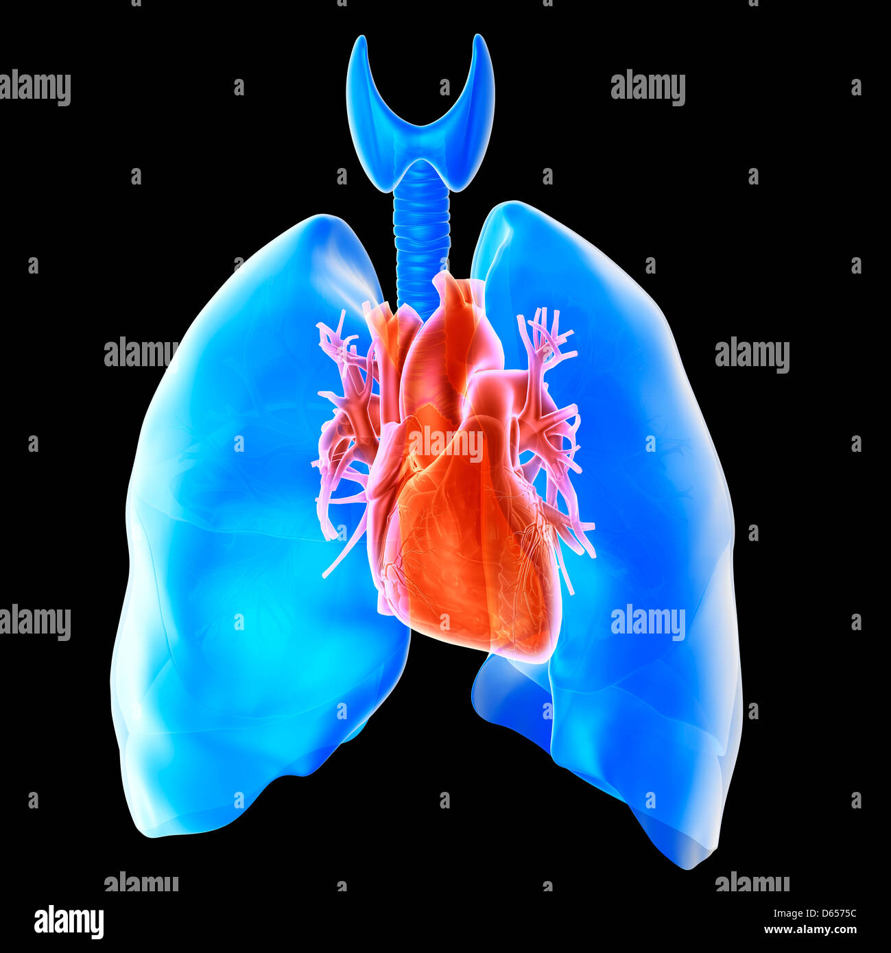 Lungs Filled With Heart at Isaac Dadson blog