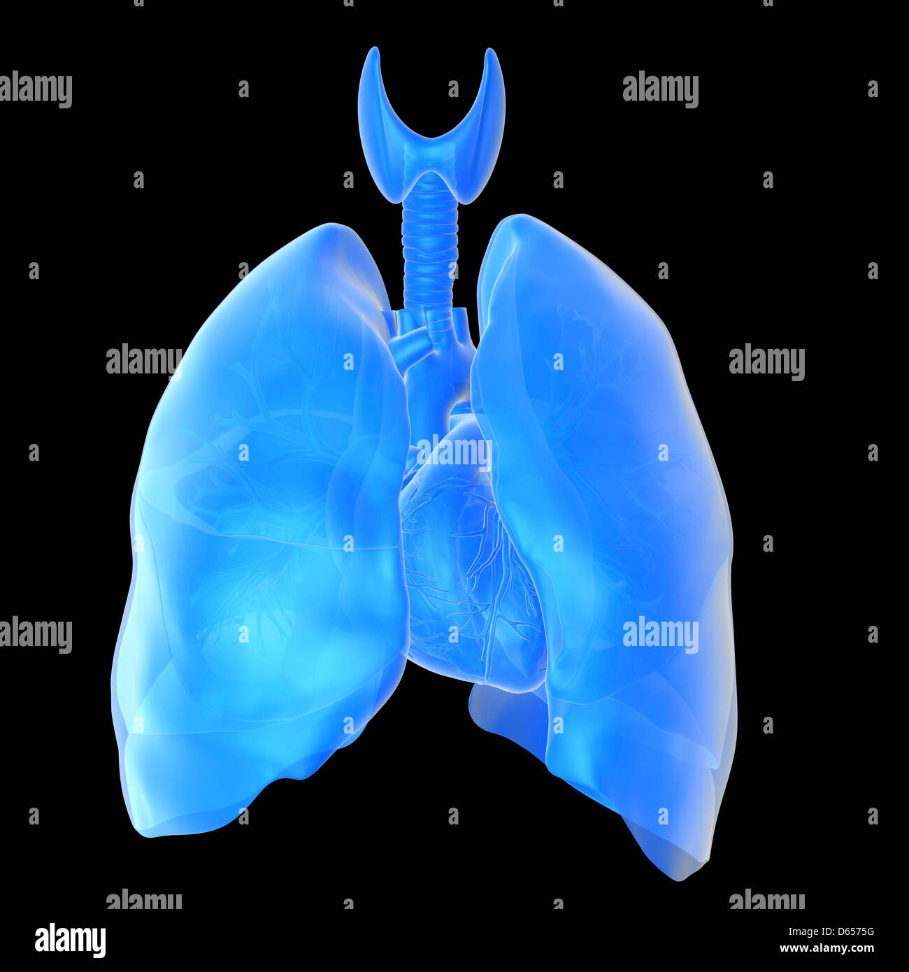 Heart and lungs Stock Photo - Alamy
