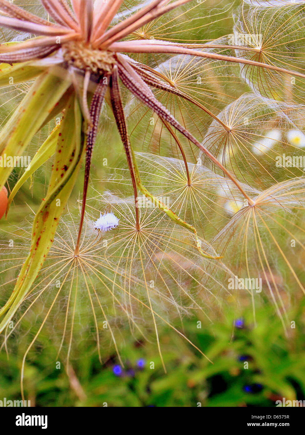 The photo features a close-up of a small insect with white hair and ...