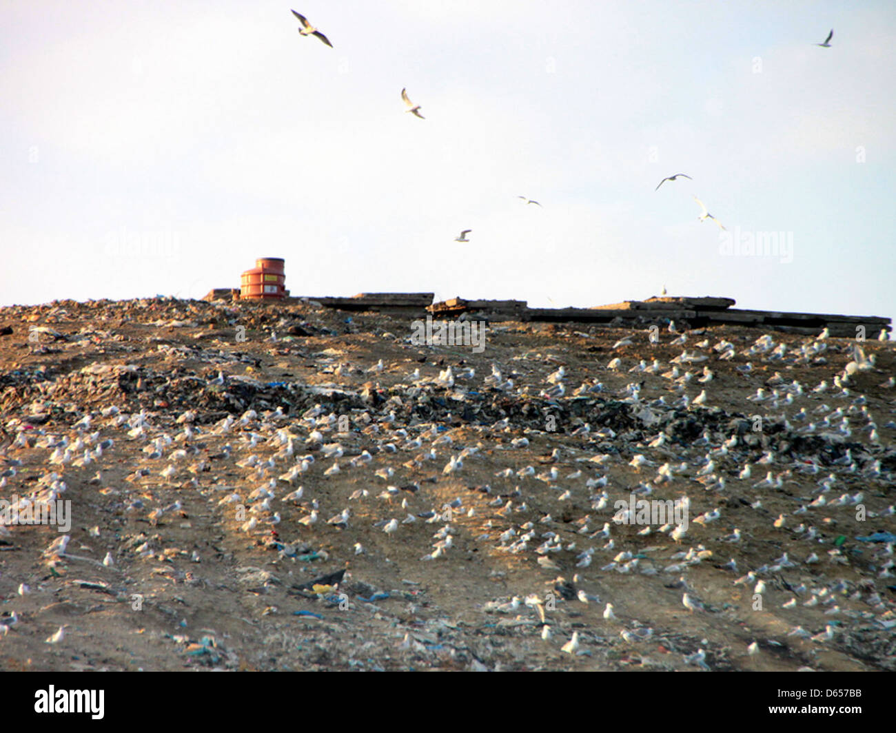 A flock of seagulls flying over a garbage dump, scavenging for food ...