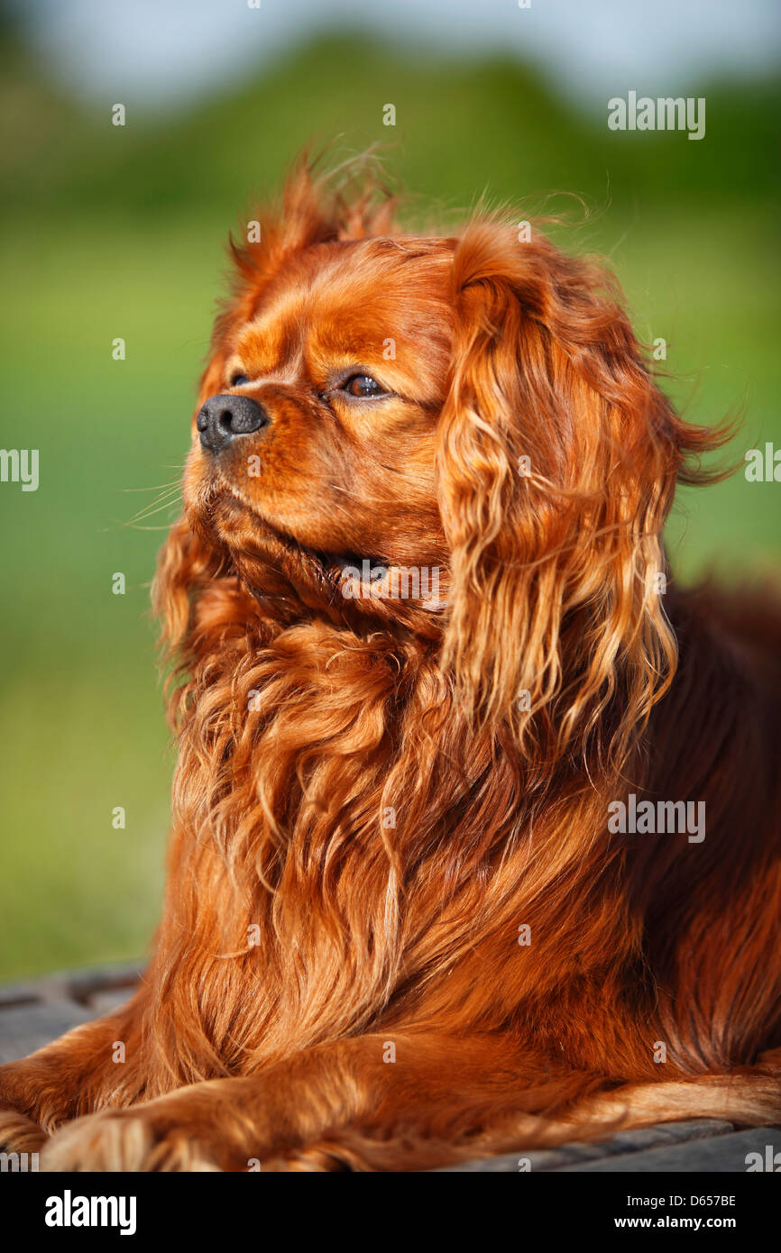 Cavalier King Charles Spaniel, male, ruby |Cavalier King Charles ...