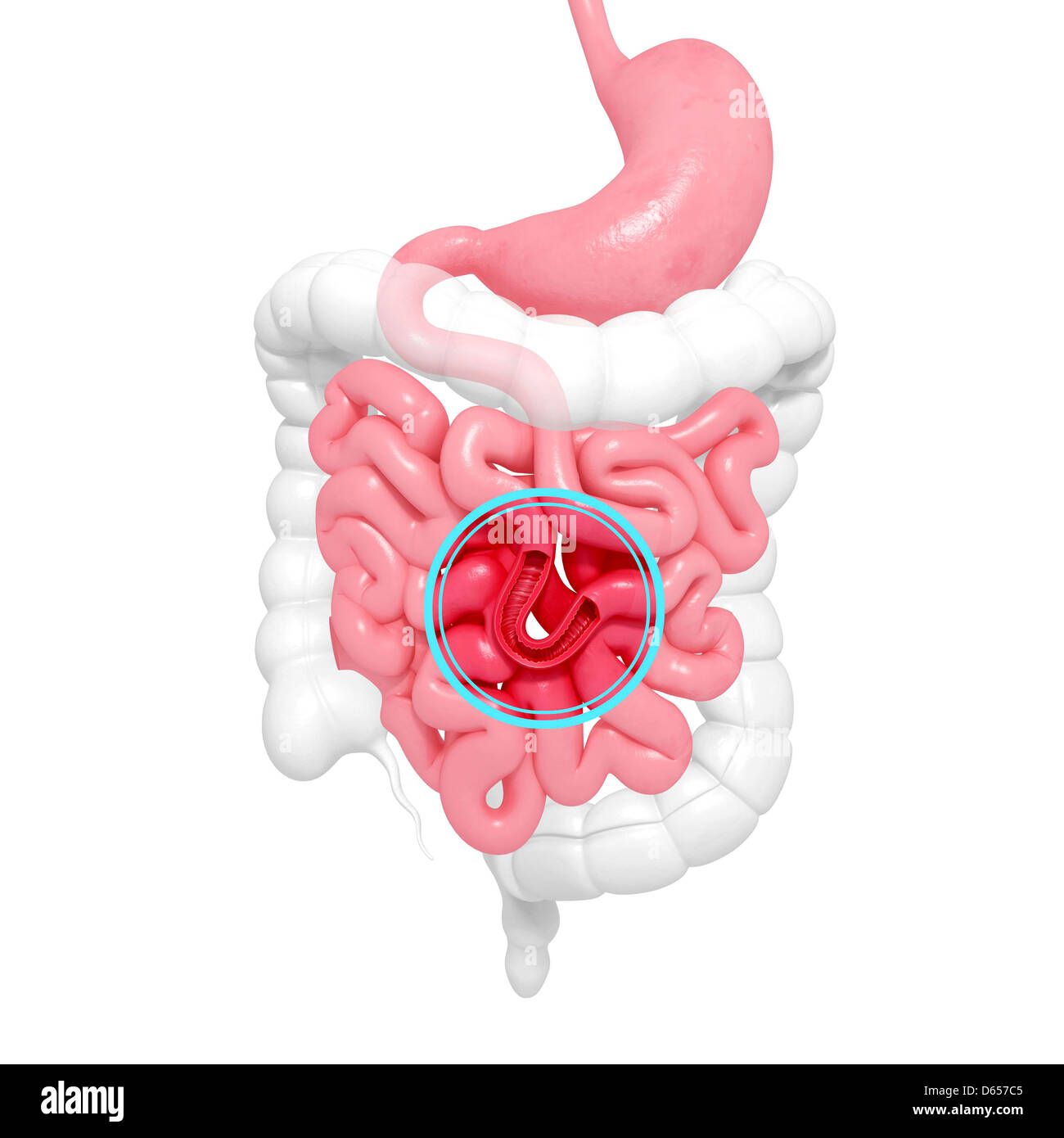 Small intestines Cut Out Stock Images & Pictures - Alamy