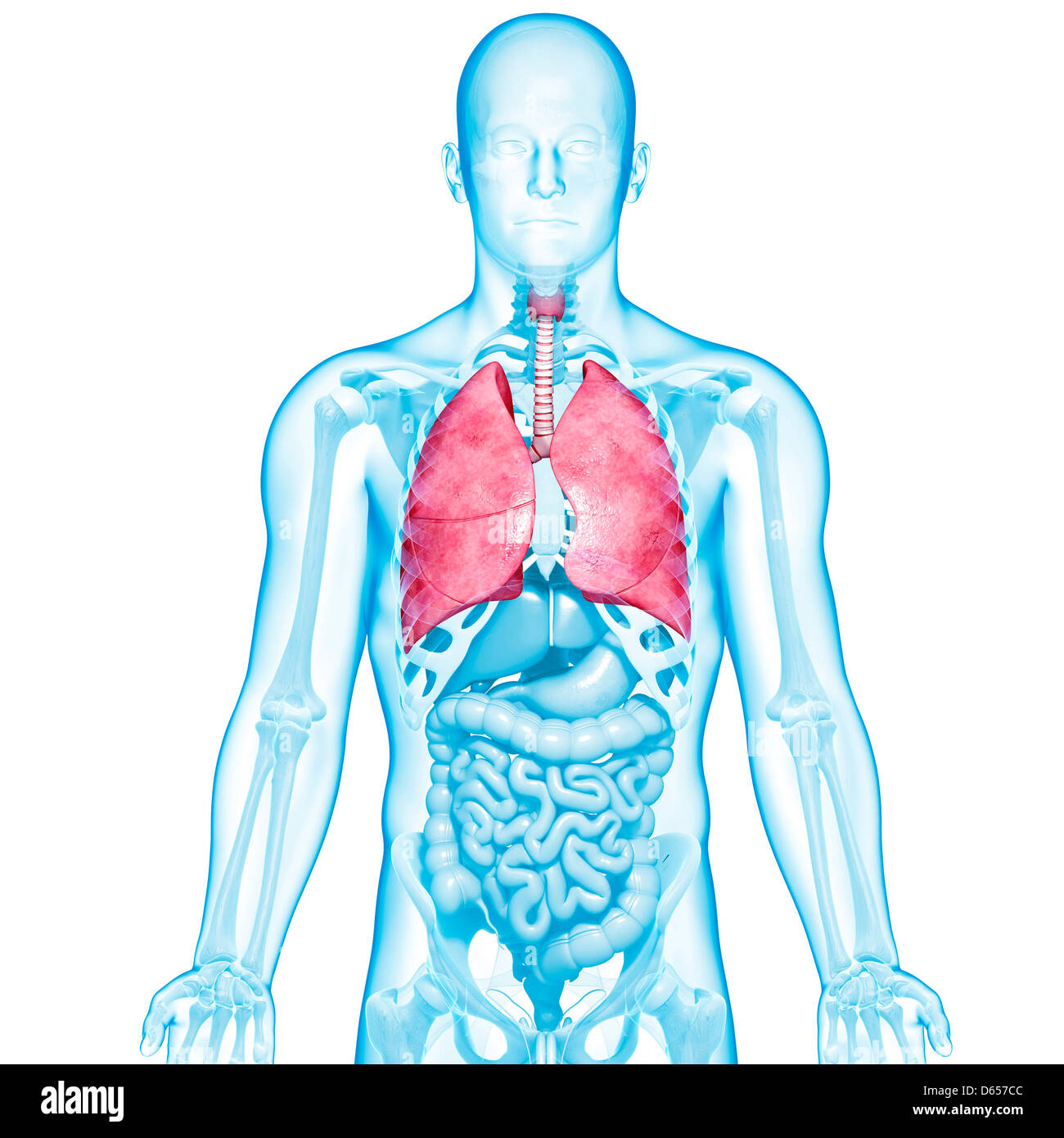 Healthy lungs, artwork Stock Photo - Alamy