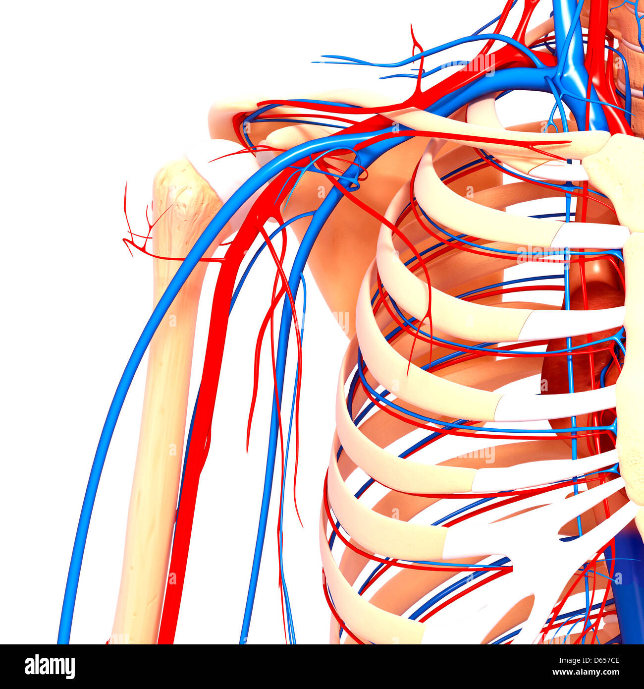 Shoulder Anatomy Images Shoulder Impingement Syndrome (Bursitis Or