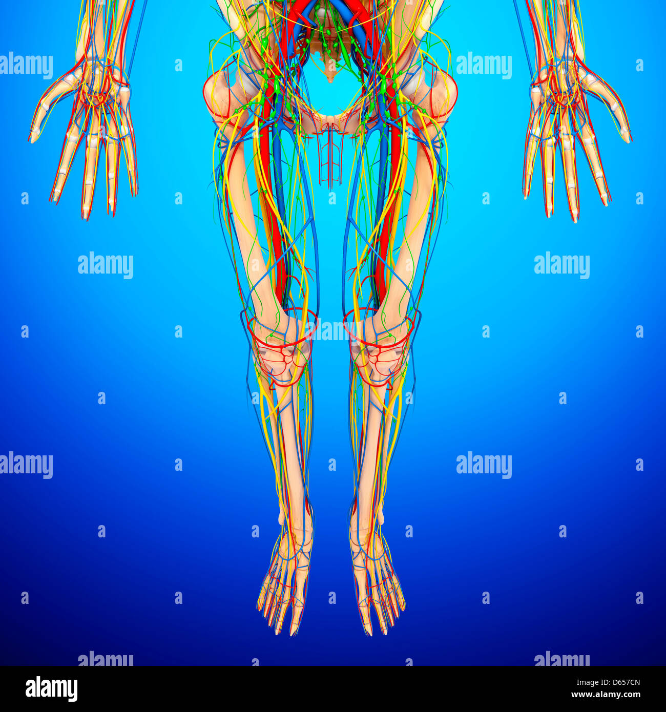 Lower body anatomy, artwork Stock Photo - Alamy