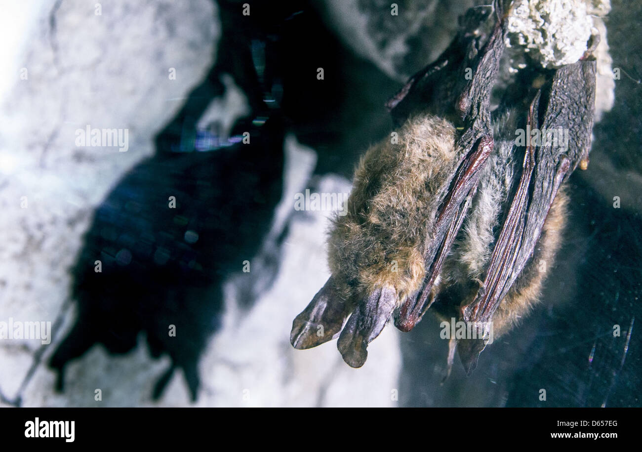 Two stuffed Bechstein bats are displayed in Noctalis Bat Center in Bad ...