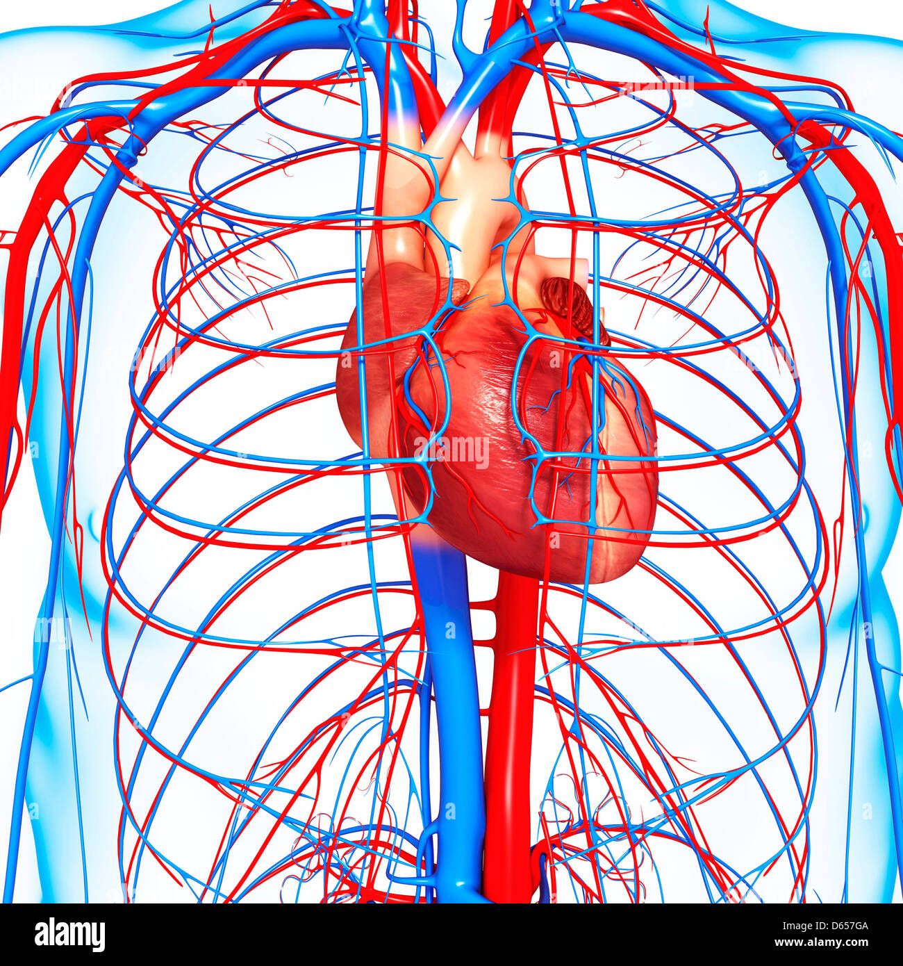 Cardiovascular system, artwork Stock Photo - Alamy