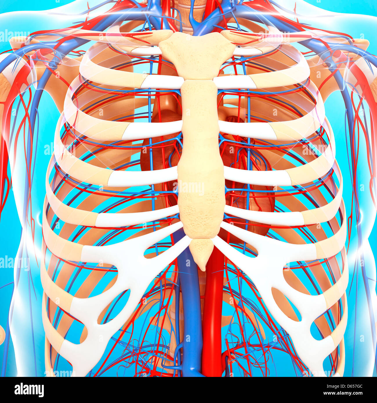 Chest anatomy, artwork Stock Photo - Alamy