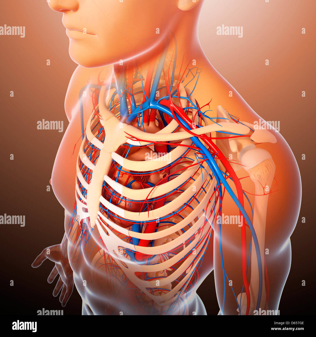 Chest anatomy, artwork Stock Photo - Alamy