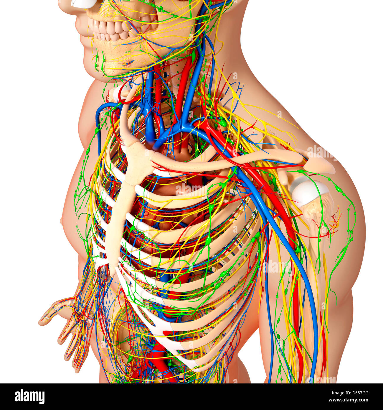 Chest anatomy, artwork Stock Photo - Alamy