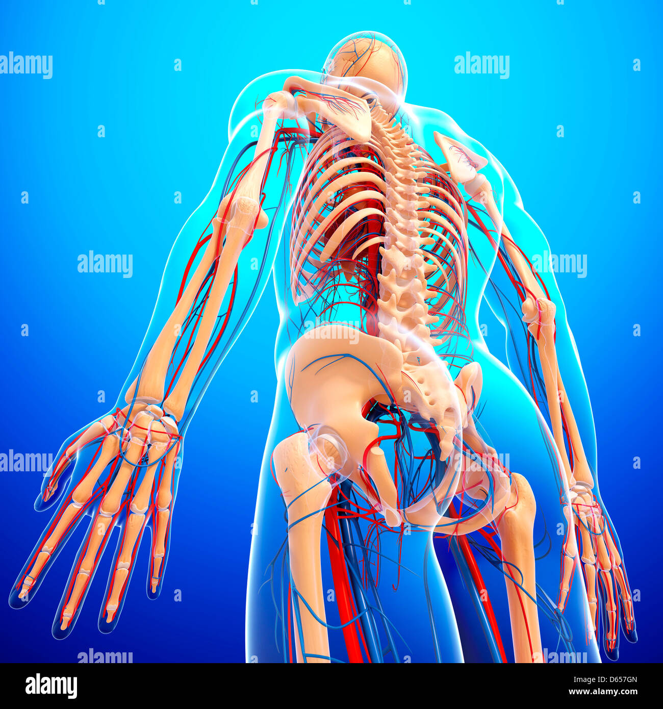 Rear View Male Pelvis Sacrum High Resolution Stock Photography and ...
