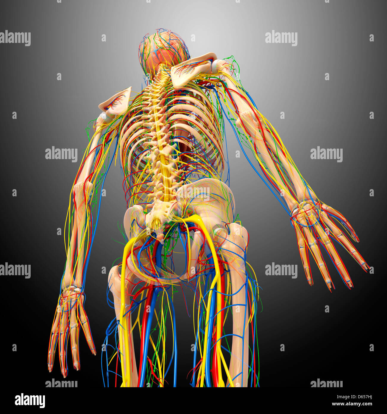 Human anatomy, artwork Stock Photo - Alamy