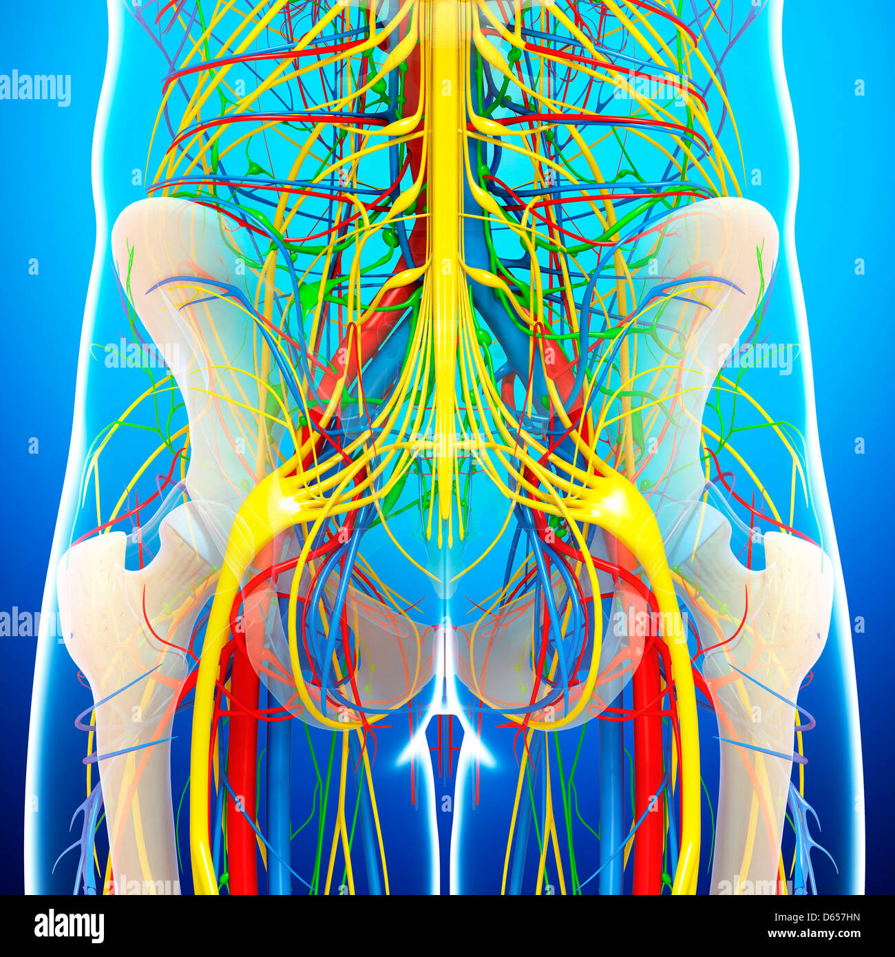 Pelvis anatomy, artwork Stock Photo - Alamy