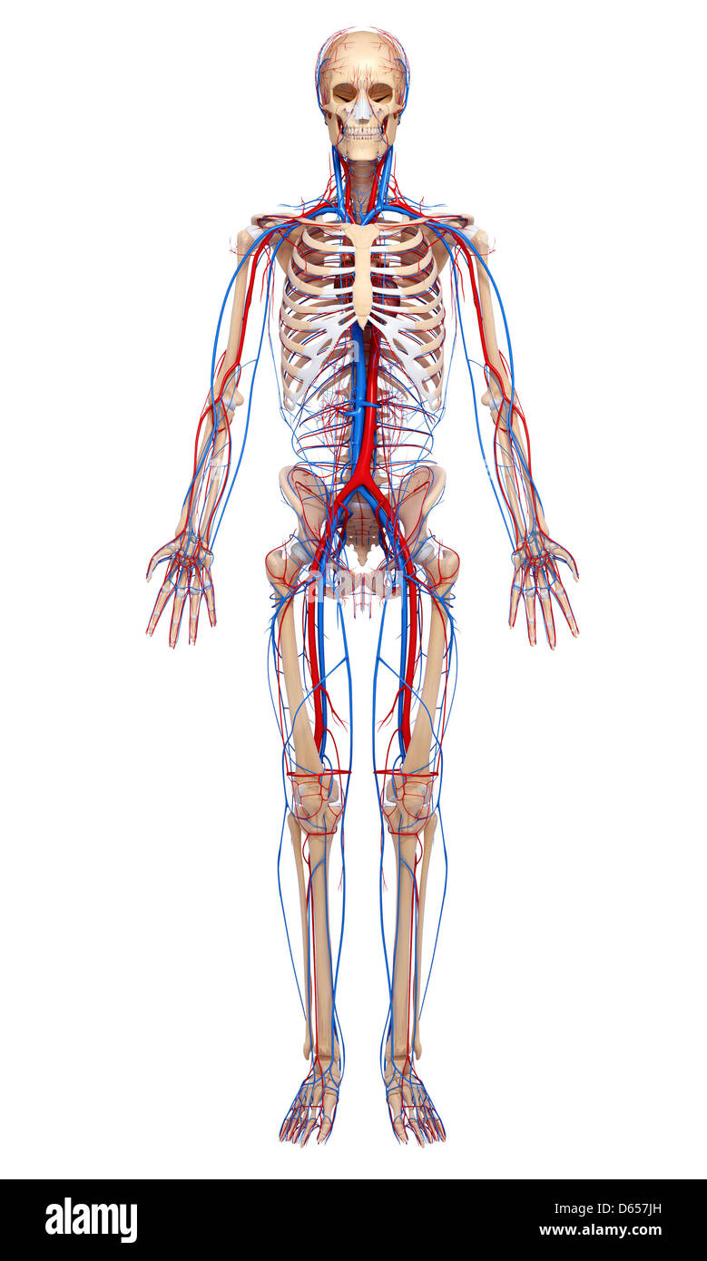 Cardiovascular system, artwork Stock Photo - Alamy