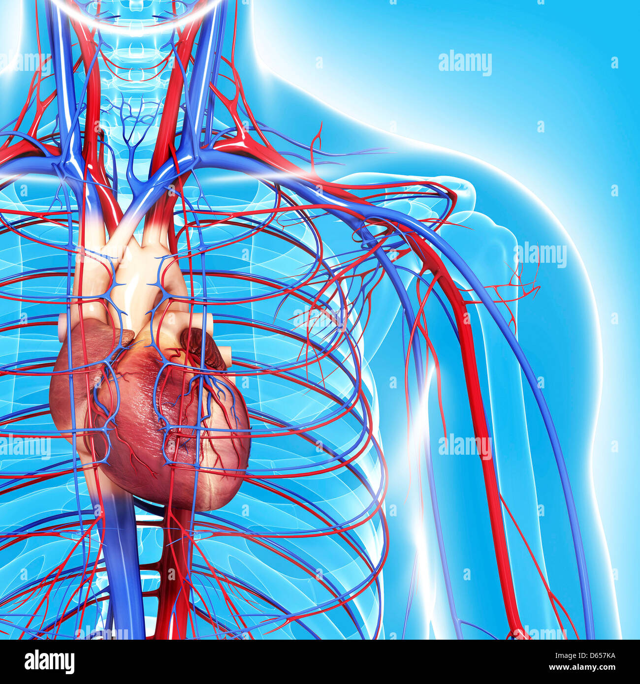 Cardiovascular system, artwork Stock Photo - Alamy