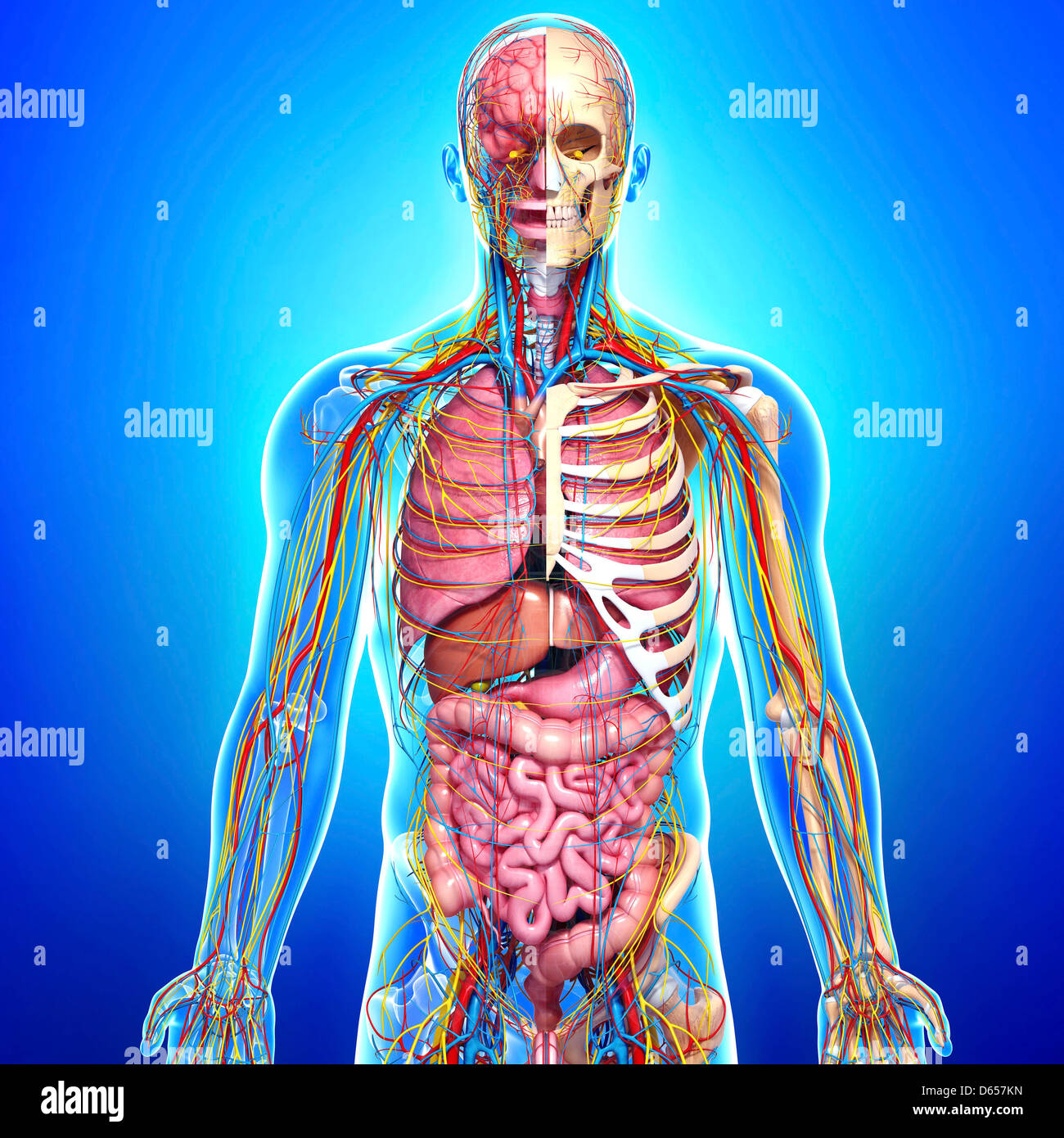 Male anatomy, artwork Stock Photo - Alamy