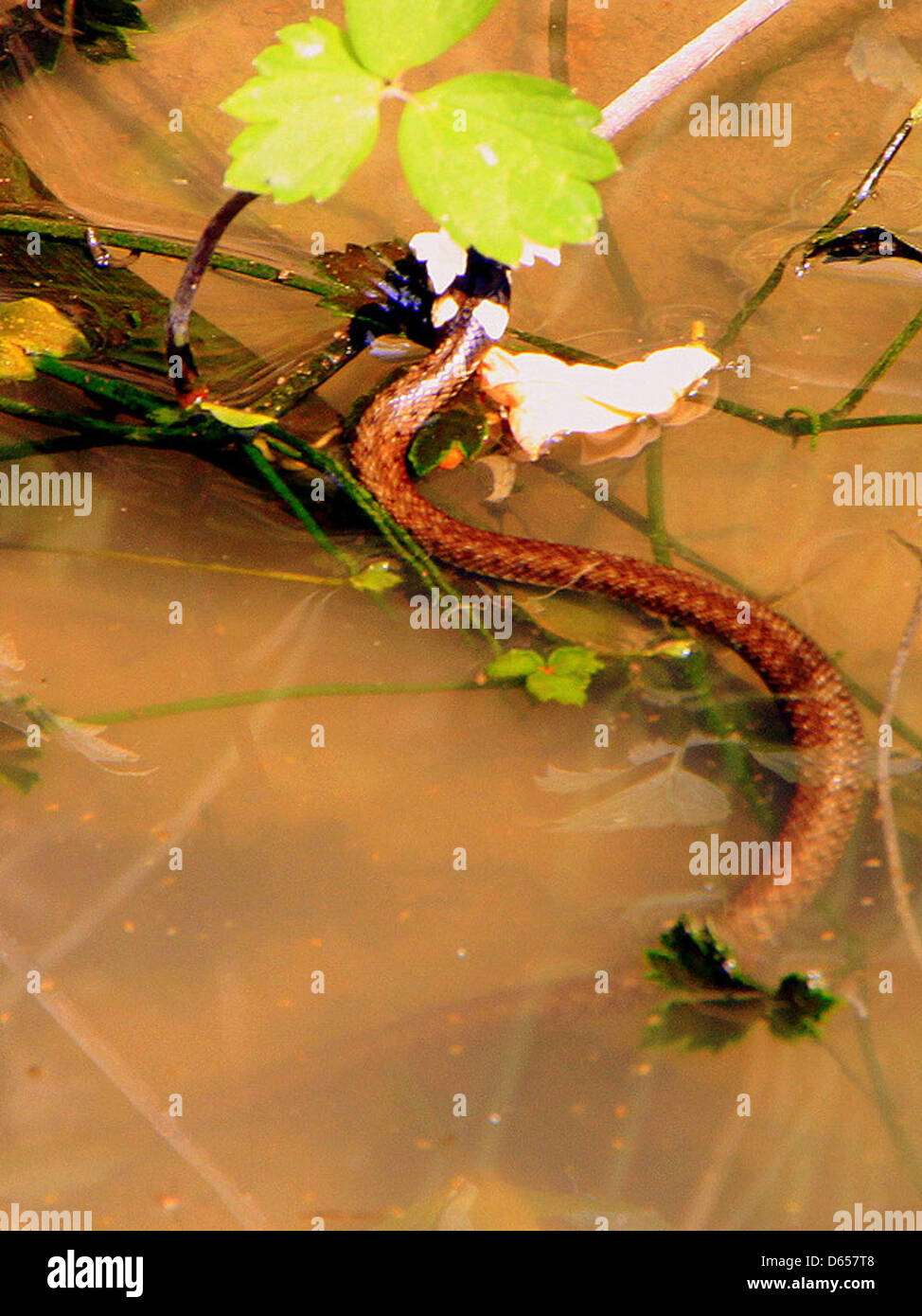 The image shows a baby water snake in dirty water, emphasizing the ...