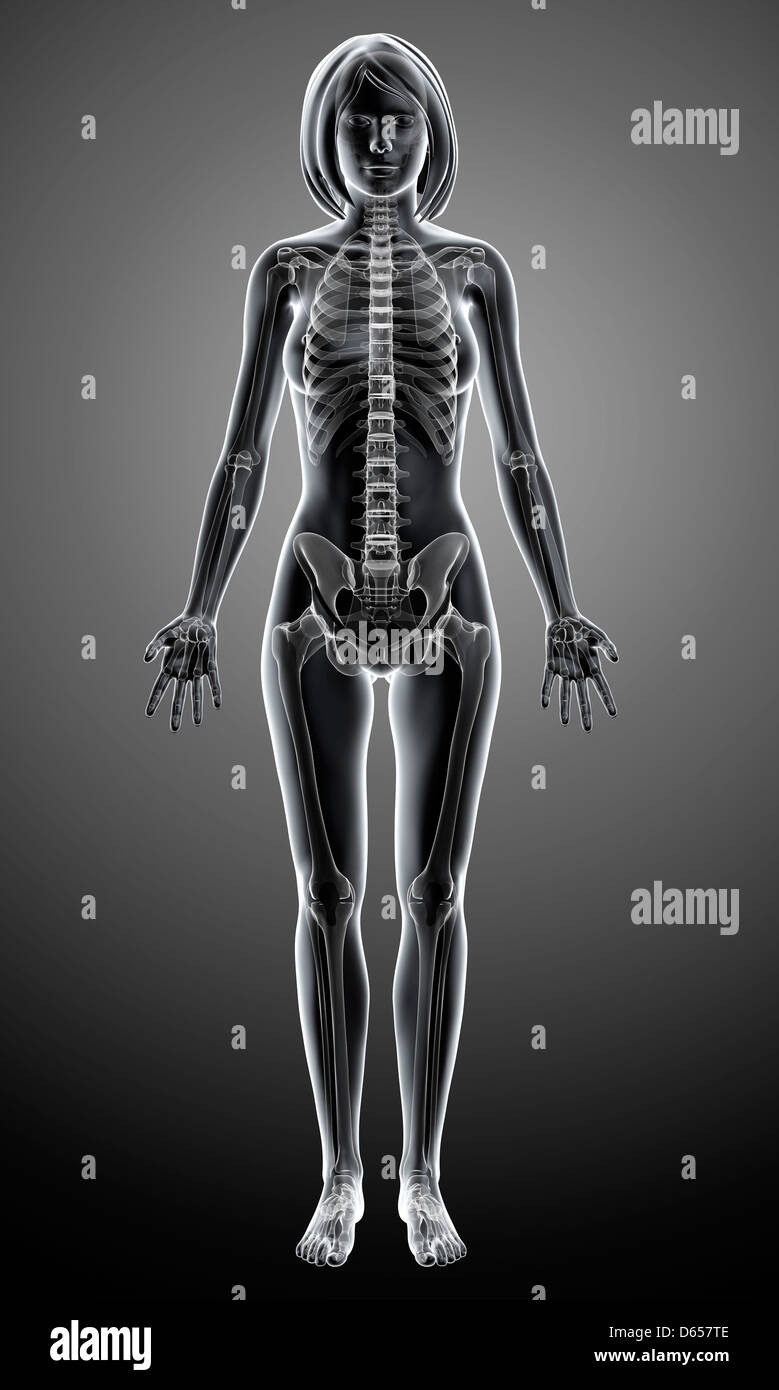 Female skeleton front hi-res stock photography and images - Alamy