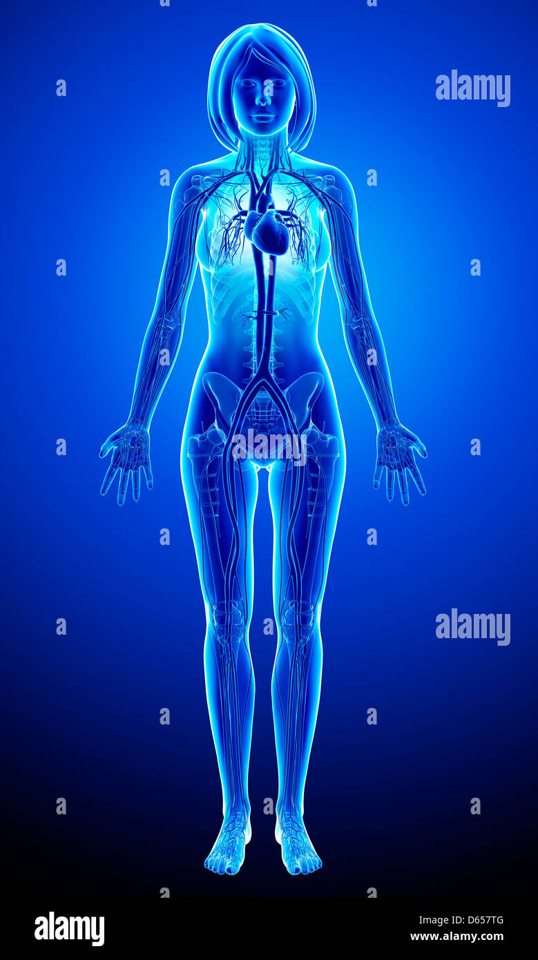 Female cardiovascular system, artwork Stock Photo - Alamy