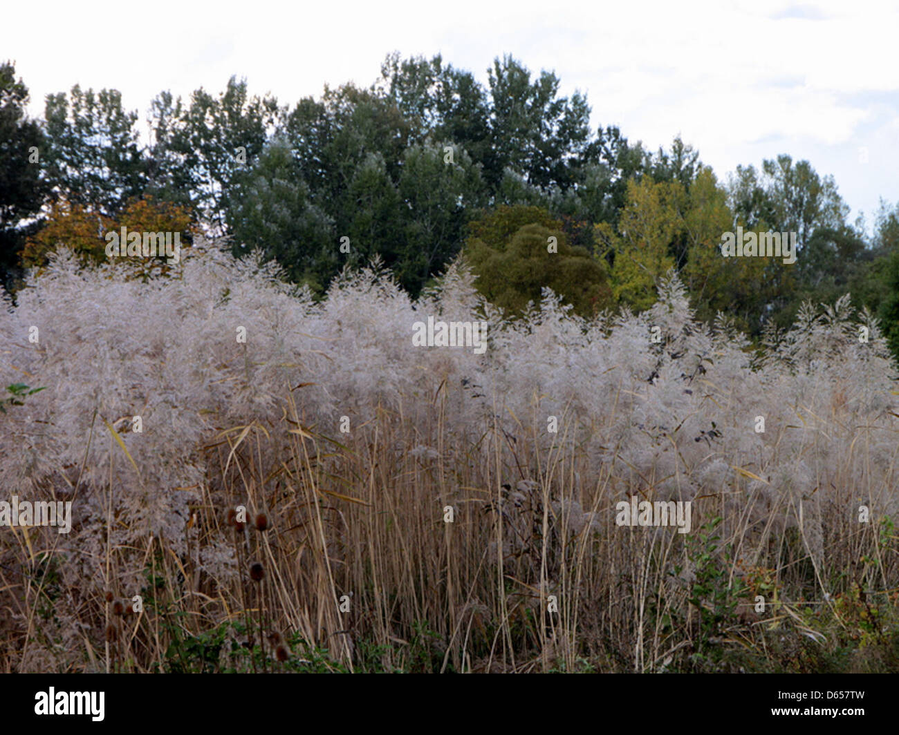 An agricultural field overtaken by reed canary grass, a species known ...