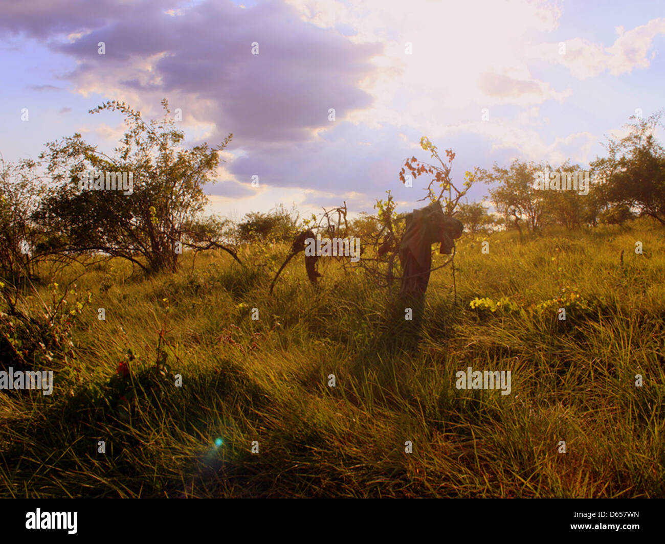 An abandoned vineyard in autumn, with overgrown vines and empty rows ...