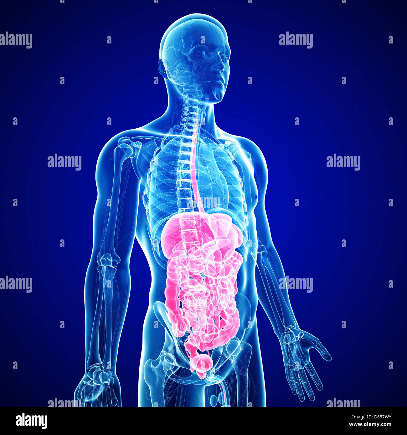 Digestive System Blue High Resolution Stock Photography and Images - Alamy