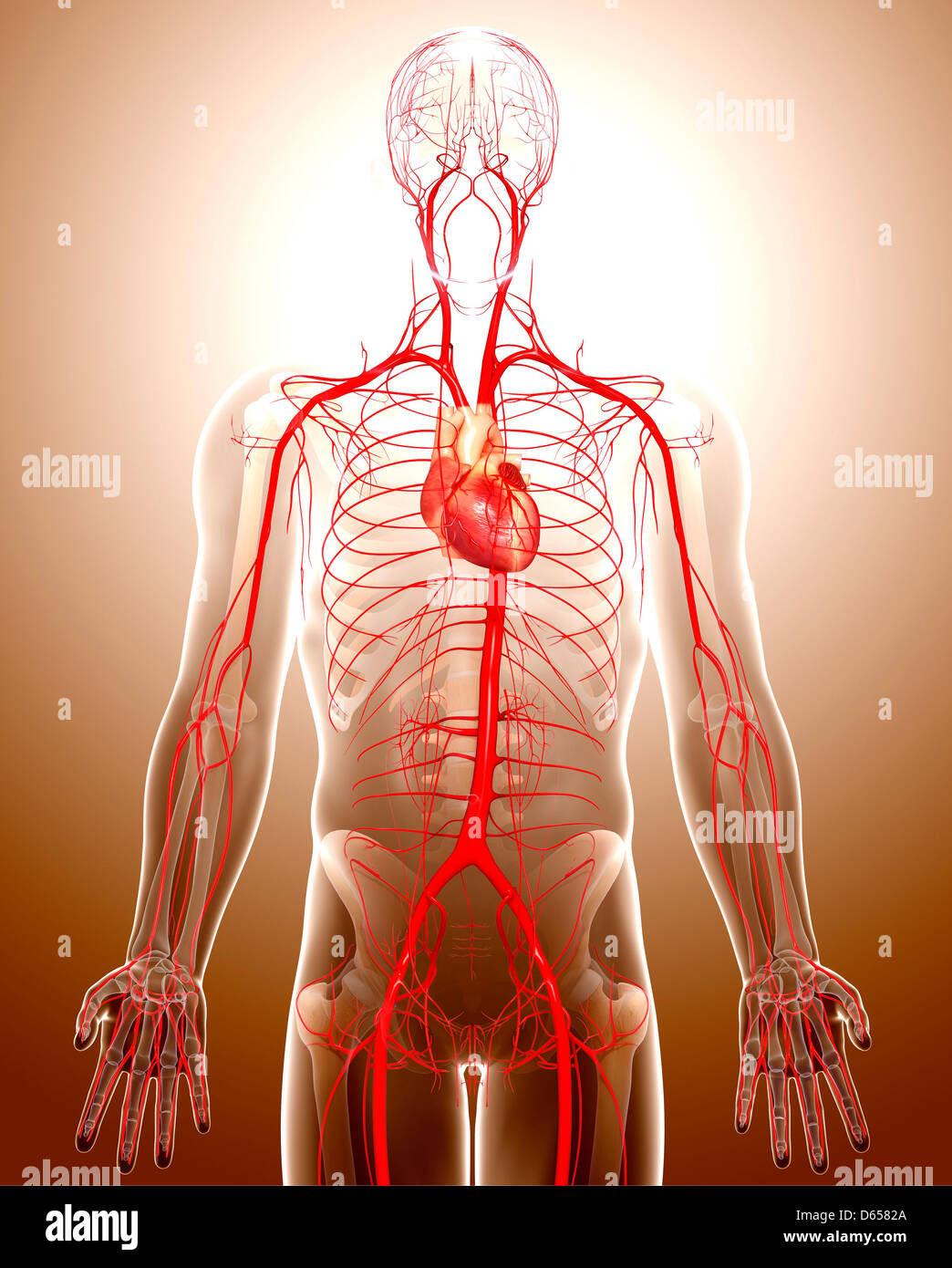 Cardiovascular system, artwork Stock Photo - Alamy