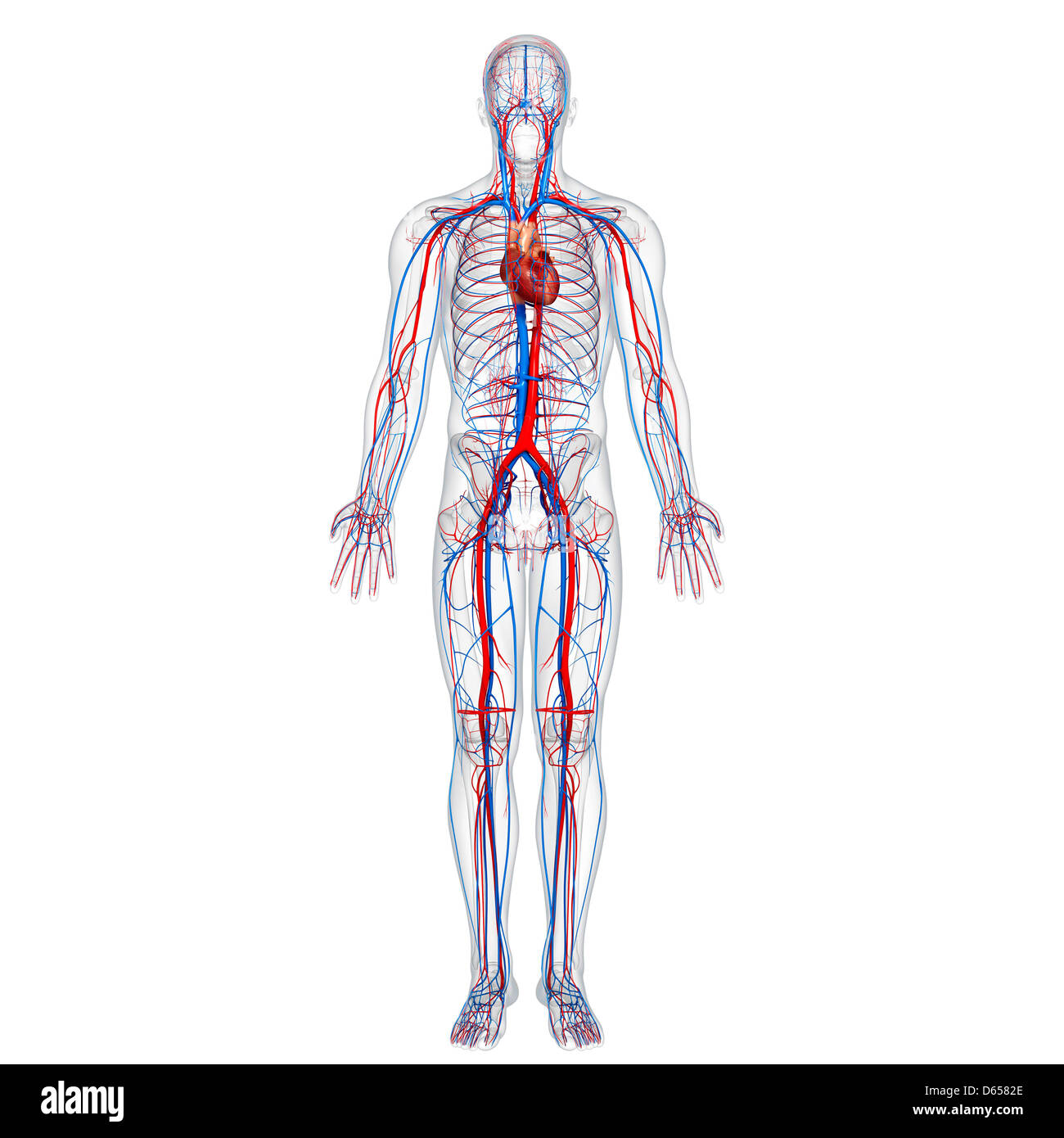 Cardiovascular system, artwork Stock Photo - Alamy
