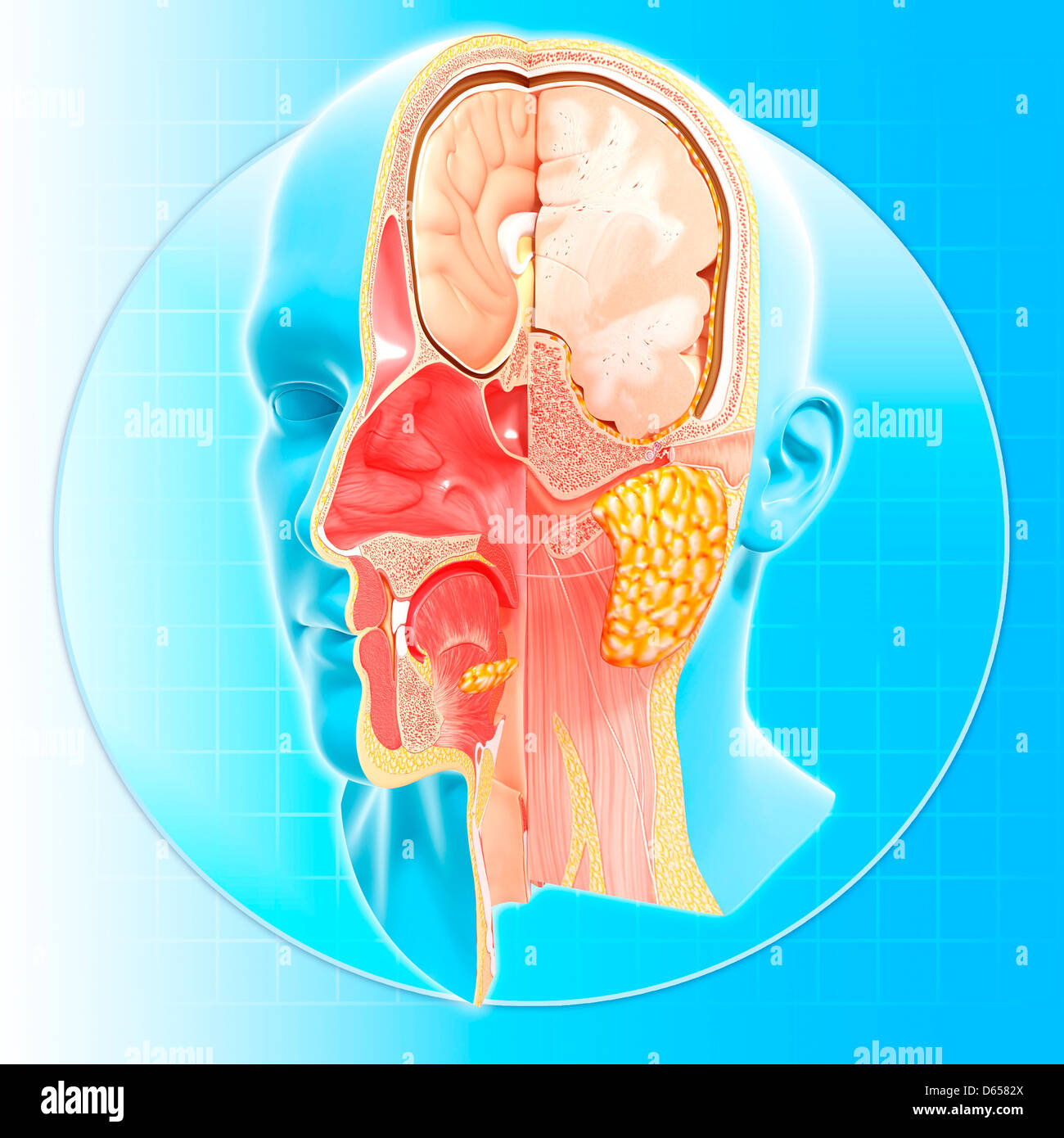 Head anatomy, artwork Stock Photo - Alamy