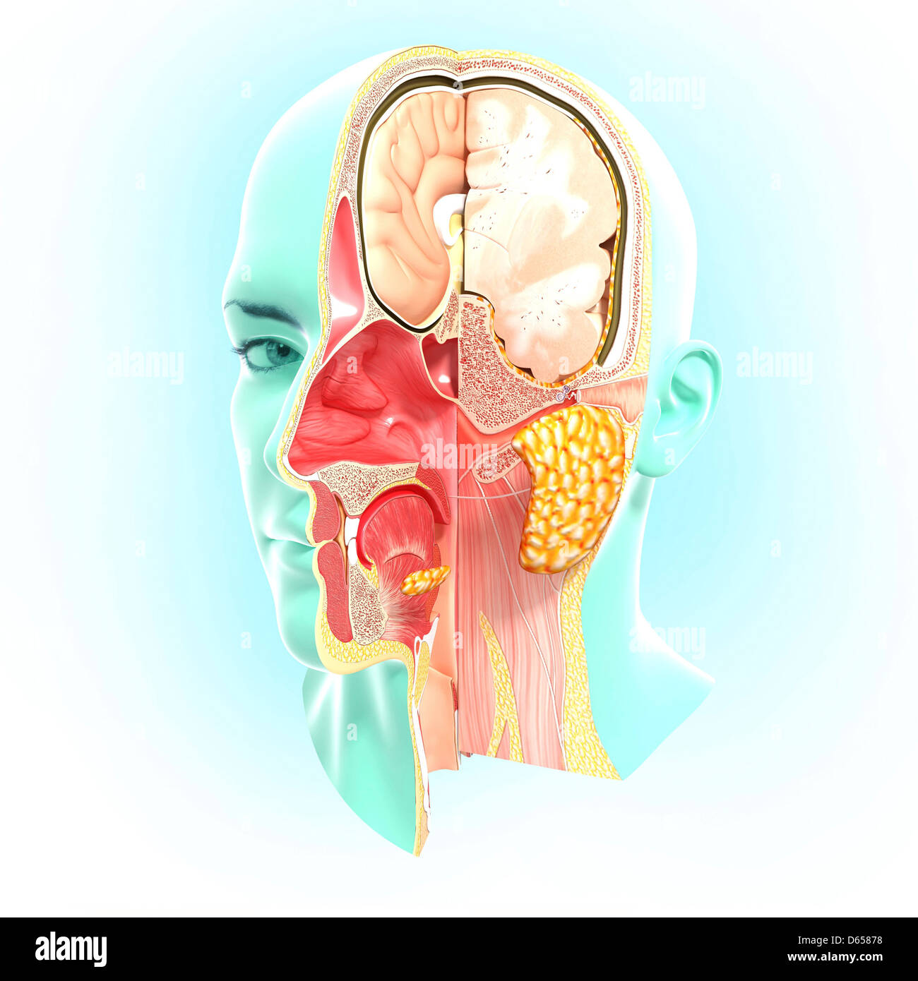 Cross section throat hi-res stock photography and images - Alamy