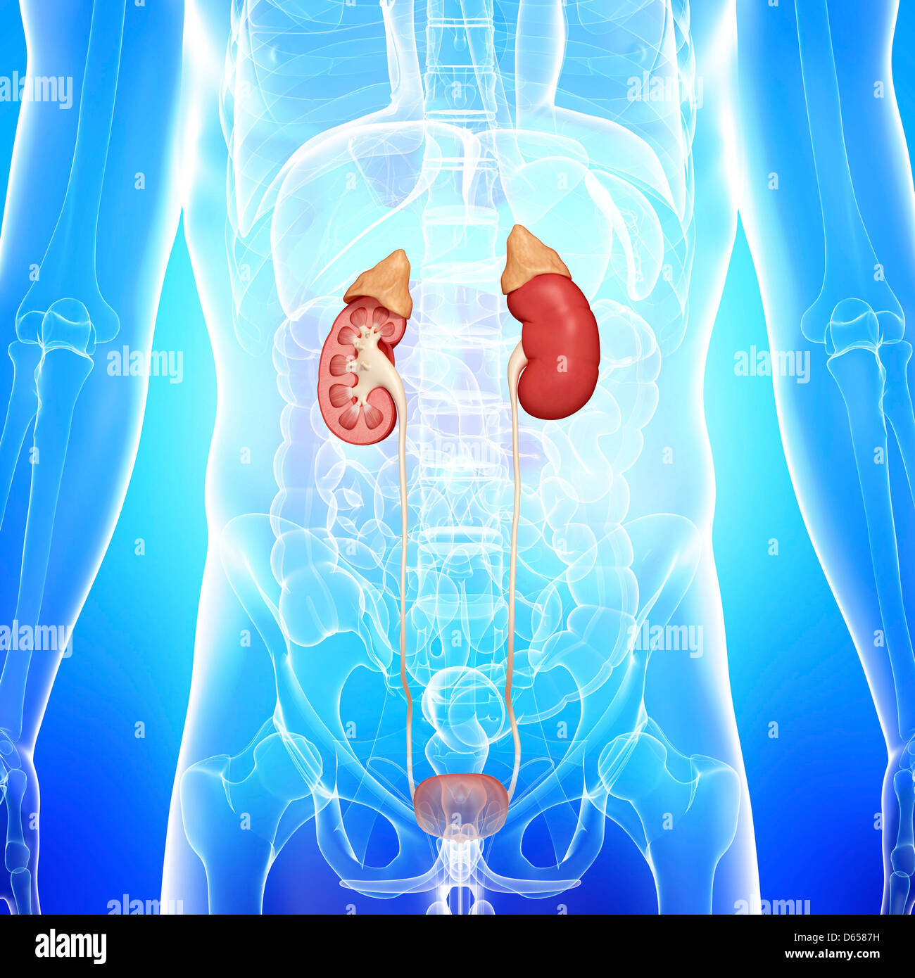 urinary system, artwork Stock Photo - Alamy