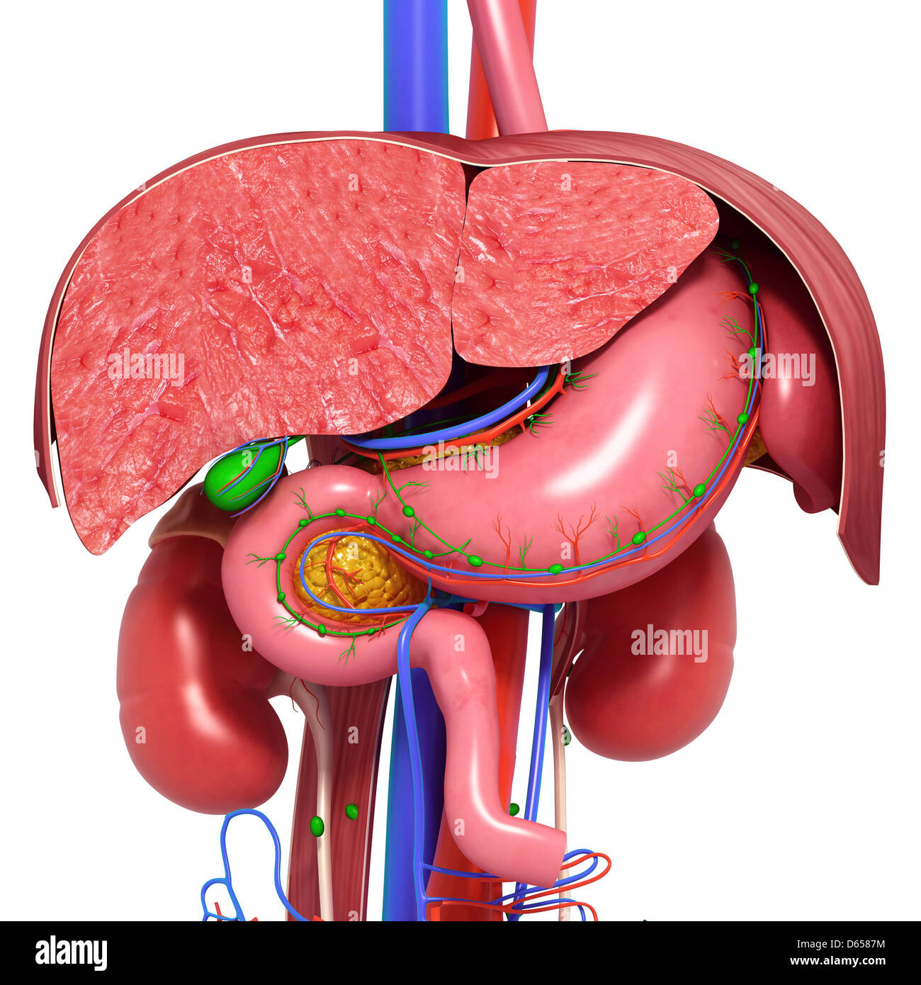 Healthy digestive system, artwork Stock Photo - Alamy