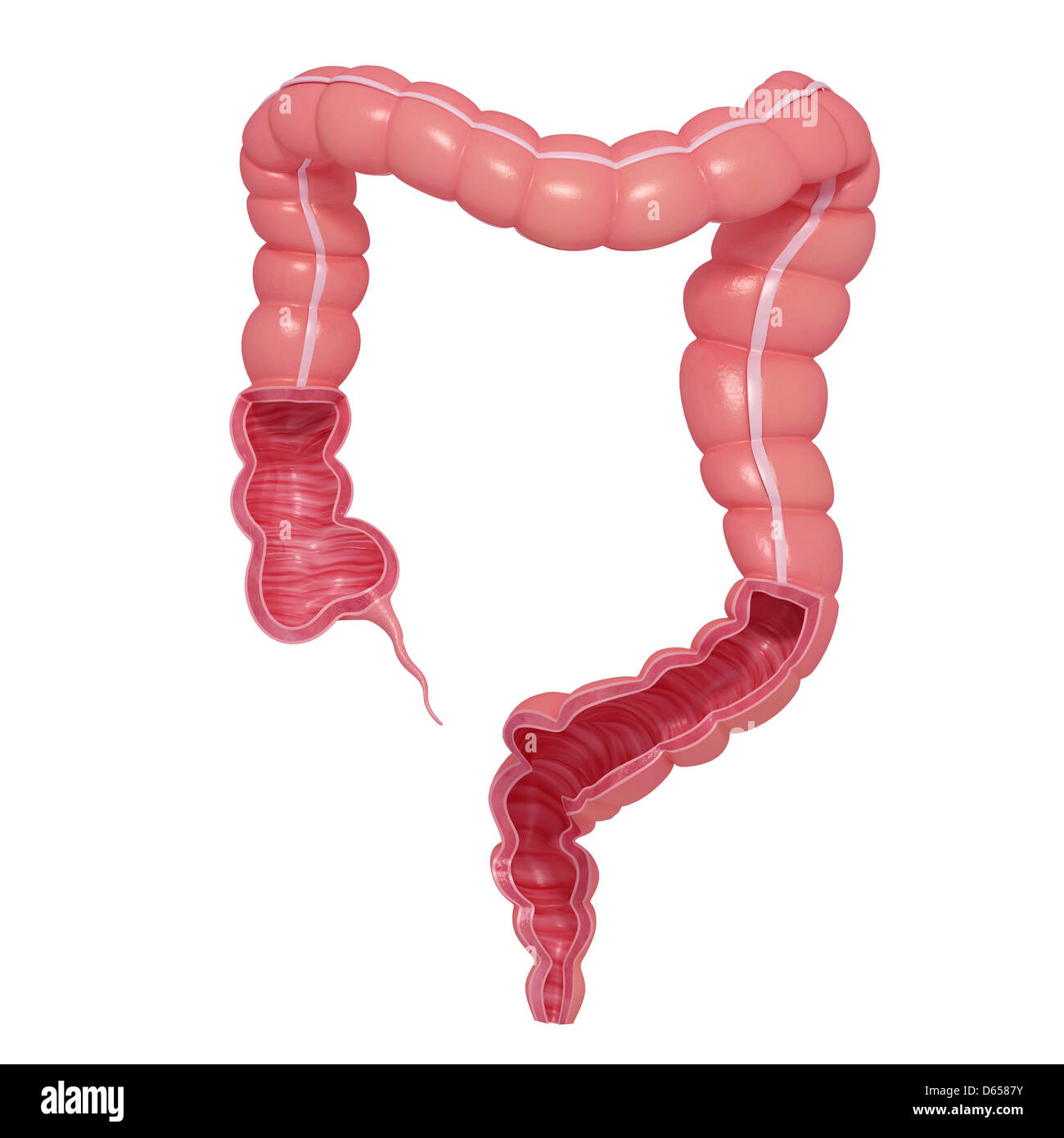 Anatomy of the large intestines Cut Out Stock Images & Pictures - Alamy