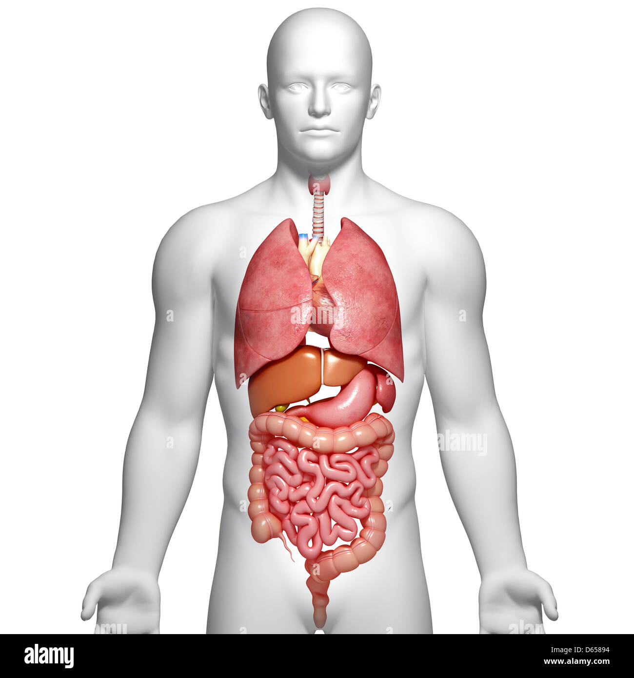 Male anatomy, artwork Stock Photo - Alamy