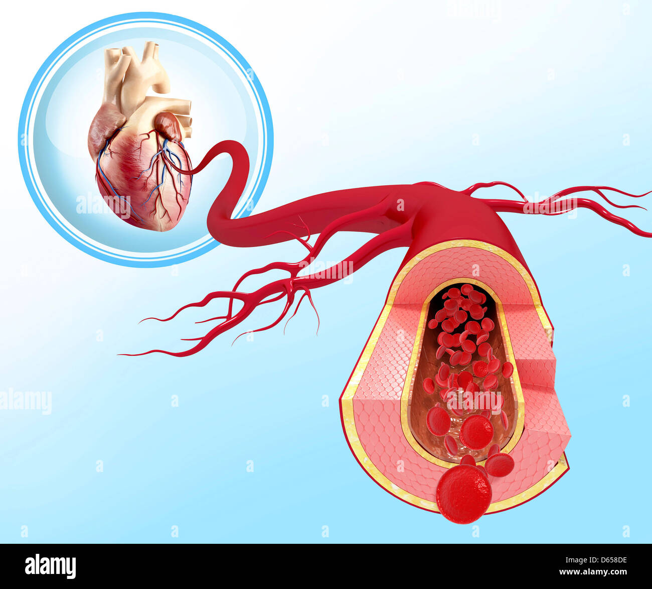 Healthy artery, artwork Stock Photo - Alamy