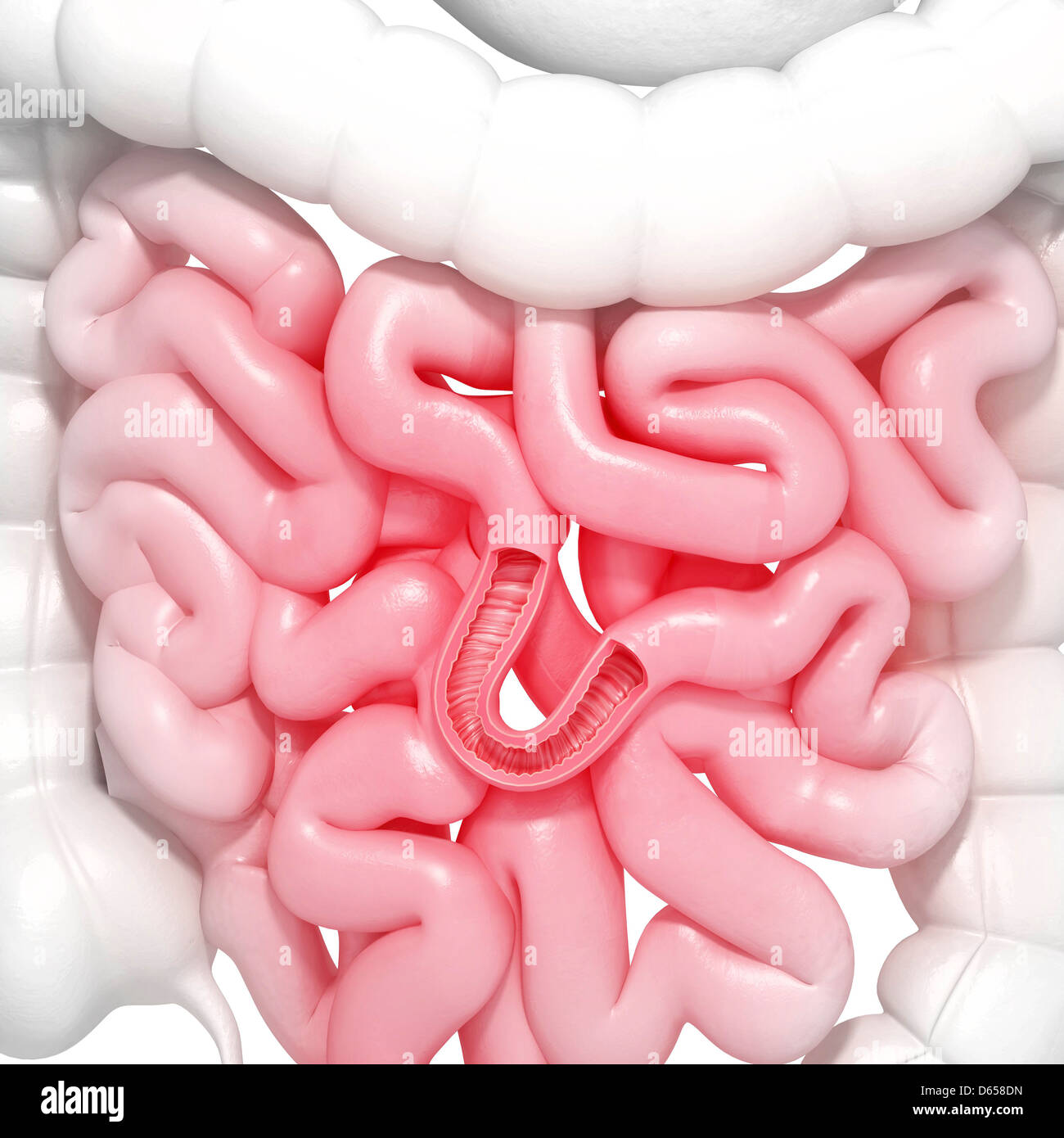 Small intestines hi-res stock photography and images - Alamy