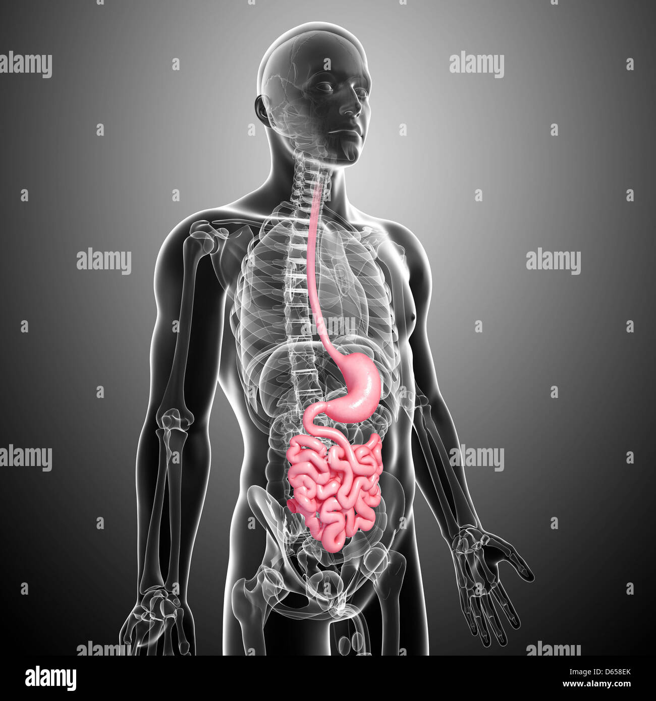 Male digestive system artwork hi-res stock photography and images - Alamy
